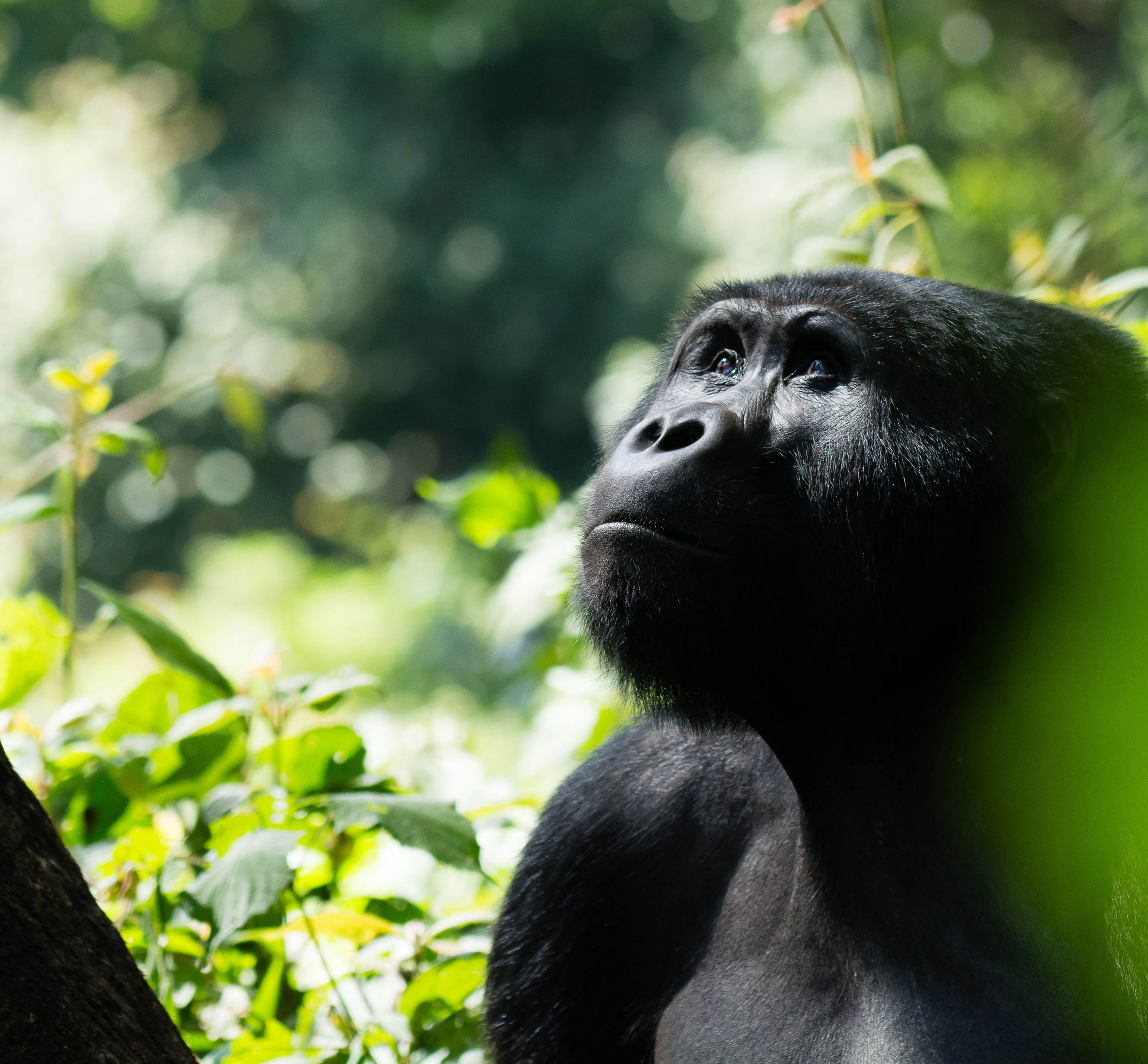 Uganda - African Bush Explorers